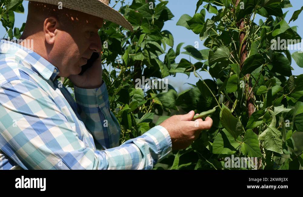 Bean culture Stock Videos & Footage - HD and 4K Video Clips - Alamy
