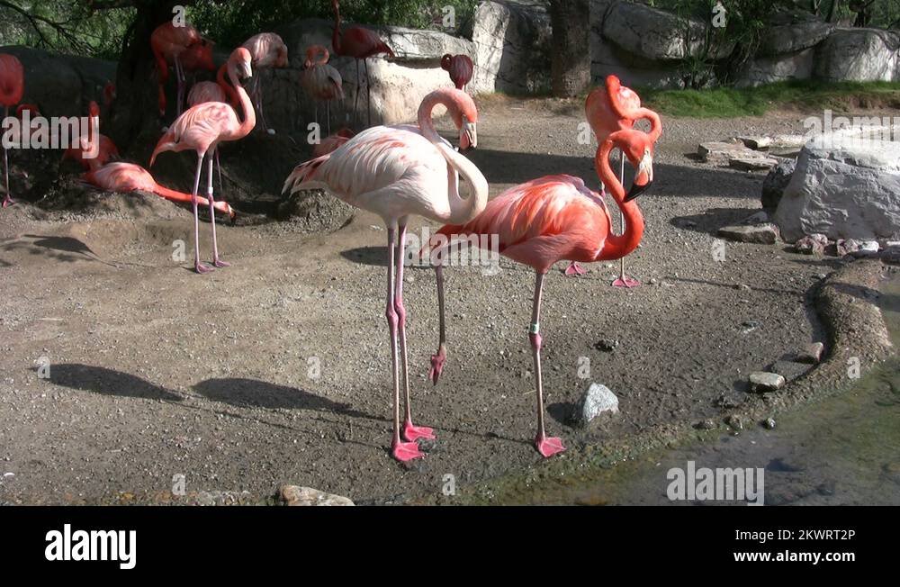 Flamingo leg up Stock Videos & Footage - HD and 4K Video Clips - Alamy
