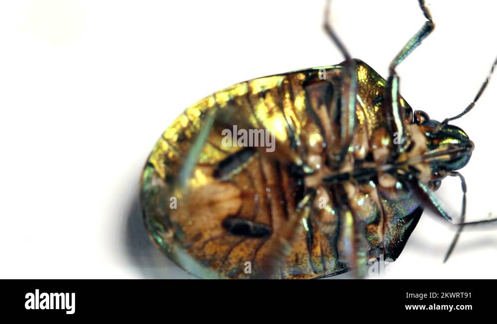 Reduviid bug Stock Videos & Footage - HD and 4K Video Clips - Alamy