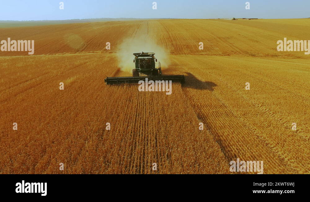 Front aerial view of modern combine harvester gathers the wheat crop in ...
