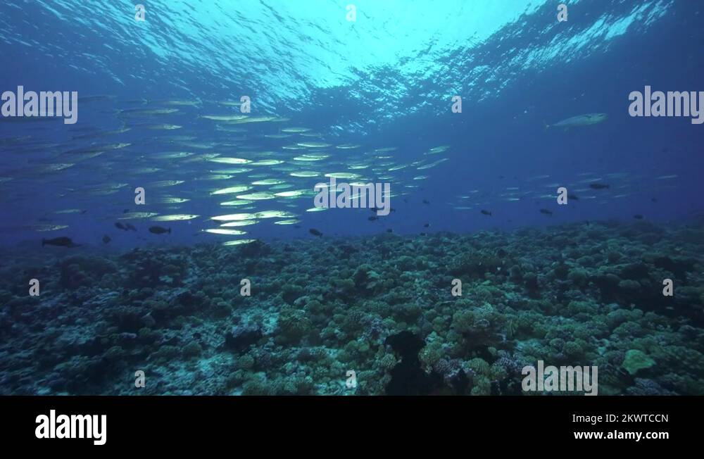 Tuna fish tail Stock Videos & Footage - HD and 4K Video Clips - Alamy