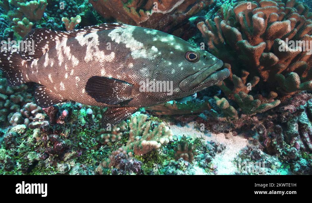 camouflage grouper on a coral reef at the atoll of Fakarava, French ...