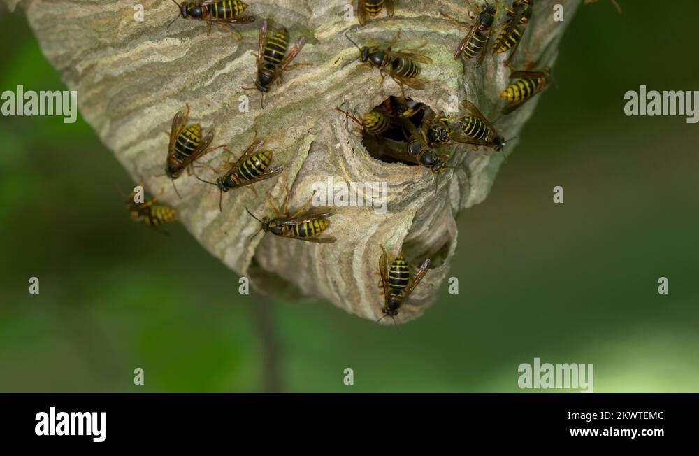 Wasp vespidae nest Stock Videos & Footage - HD and 4K Video Clips - Alamy