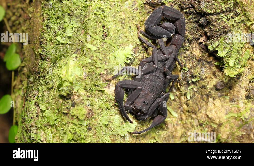 Venom tree Stock Videos & Footage - HD and 4K Video Clips - Alamy