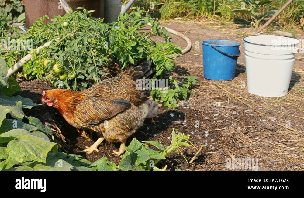 Hunter farms Stock Videos & Footage - HD and 4K Video Clips - Alamy