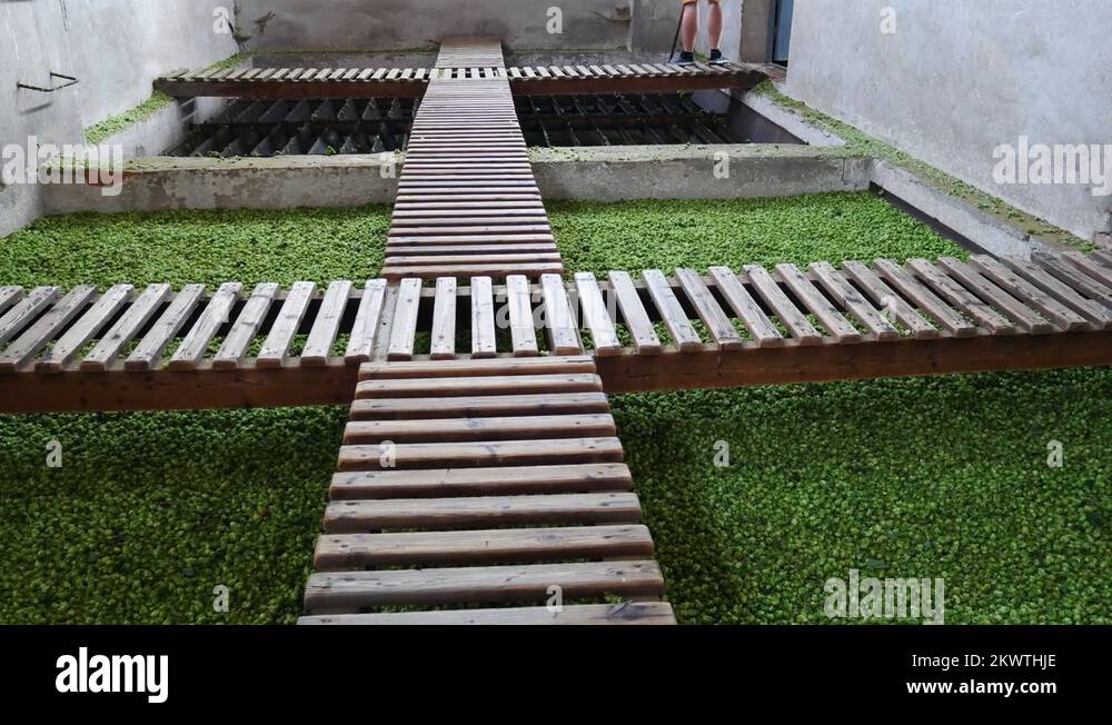 Traditional Drying of Hops in the Czech Republic. No Camera Movement ...