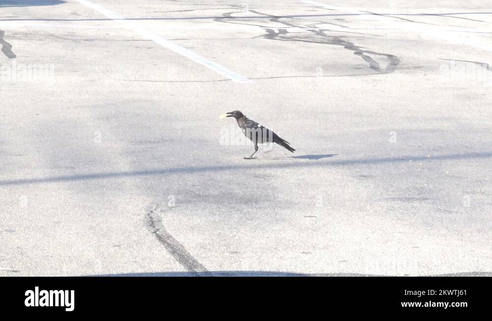 Raven road Stock Videos & Footage - HD and 4K Video Clips - Alamy