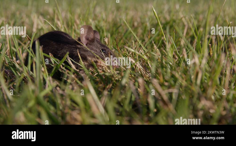 Field mouse on grass Stock Videos & Footage - HD and 4K Video Clips - Alamy