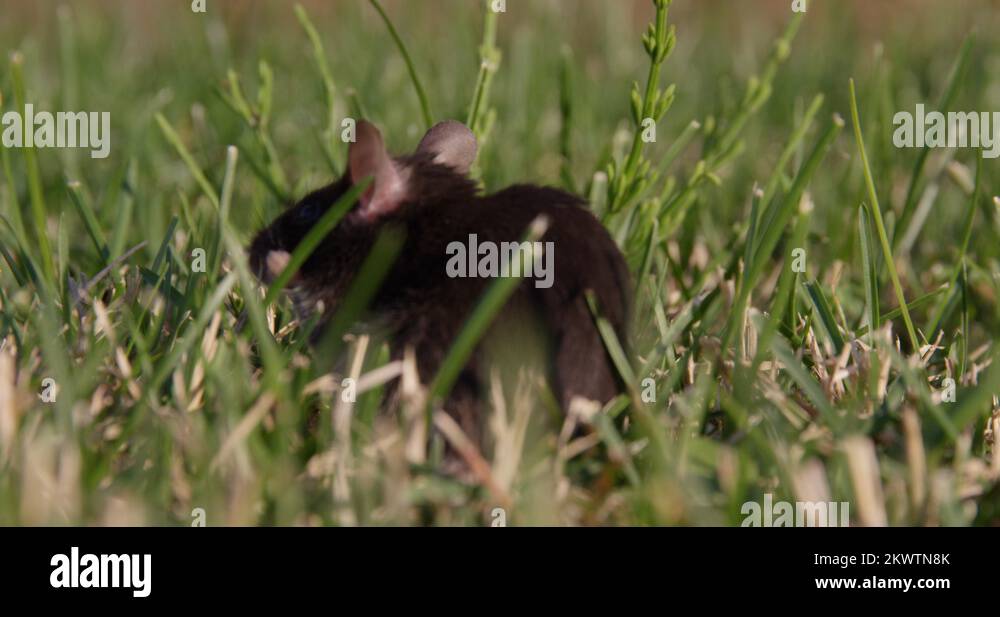 Mouse face close Stock Videos & Footage - HD and 4K Video Clips - Alamy