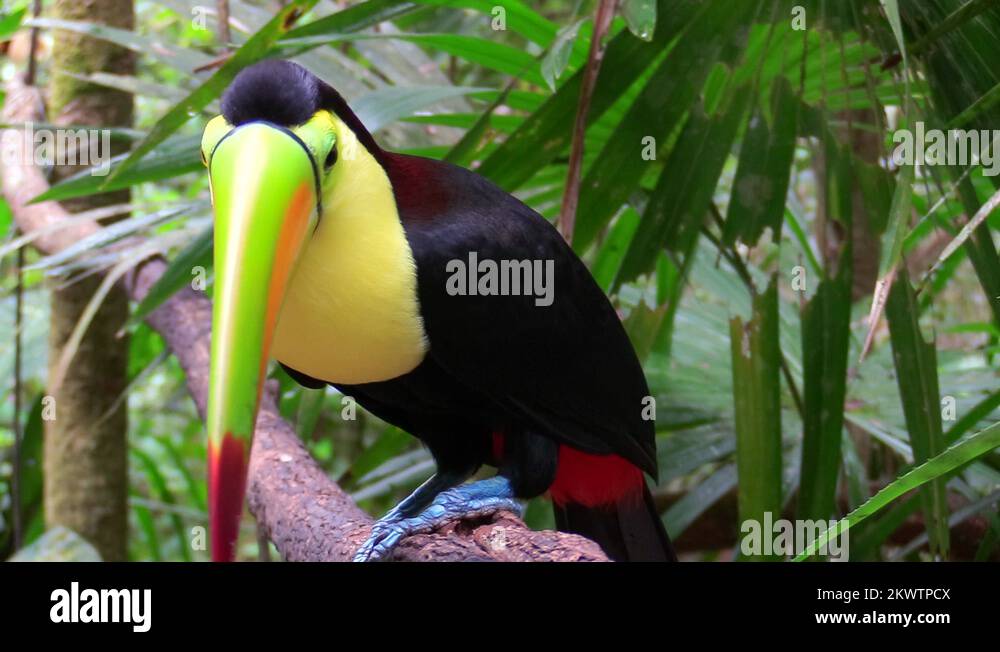 A green billed toucan Stock Videos & Footage - HD and 4K Video Clips ...