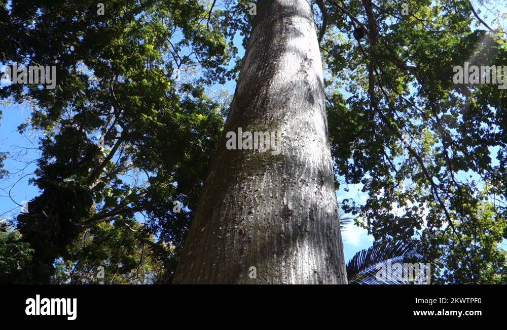 Ceiba pentandra park mexico Stock Videos & Footage - HD and 4K Video ...
