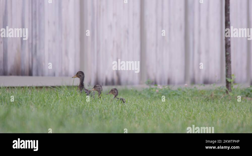 Fluffy head grass Stock Videos & Footage - HD and 4K Video Clips - Alamy