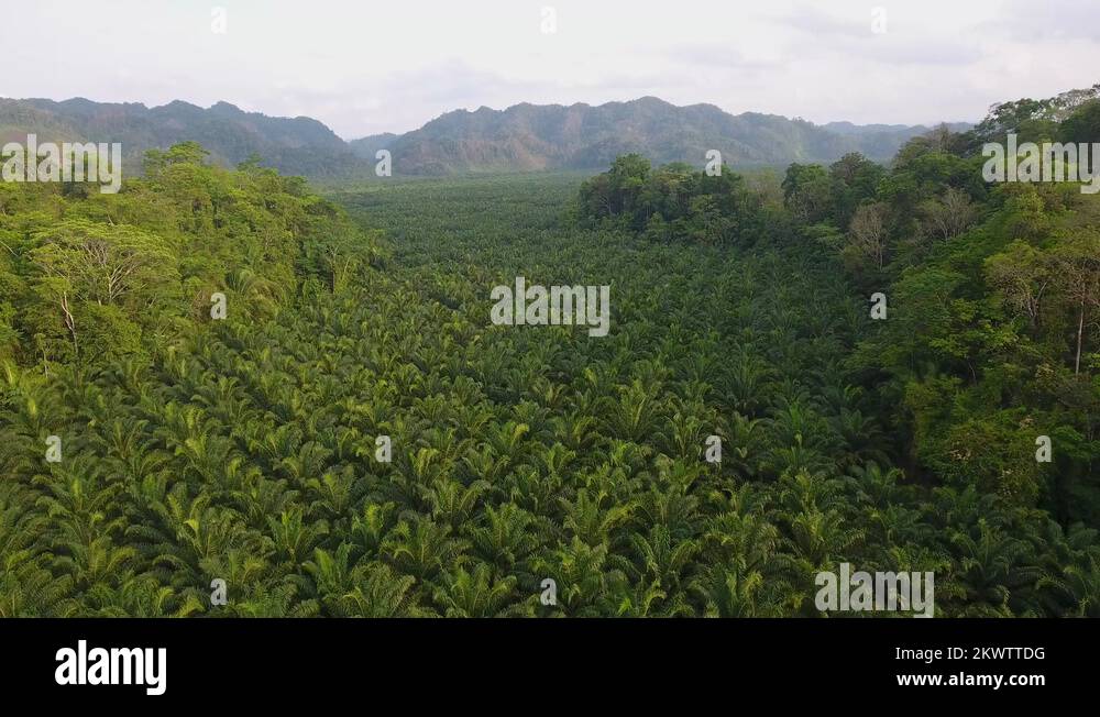 Cobán guatemala Stock Videos & Footage - HD and 4K Video Clips - Alamy