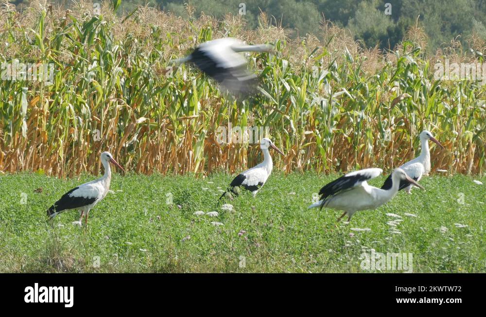 White Storks Living in Natural Habitat Walking and Feeding on a Farm ...