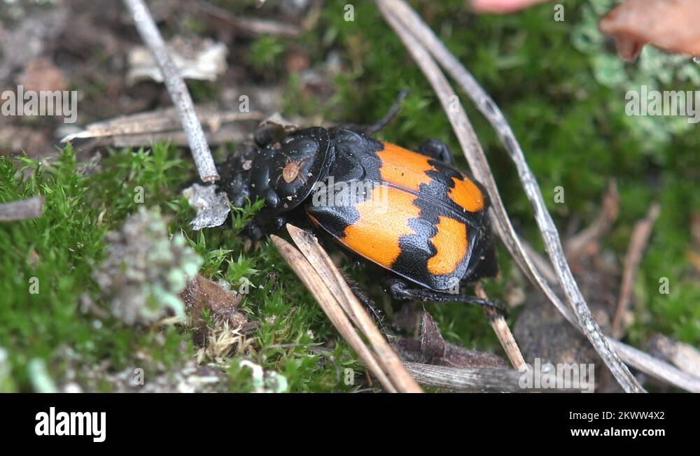 Beetle insect carnivore wildlife Stock Videos & Footage - HD and 4K ...