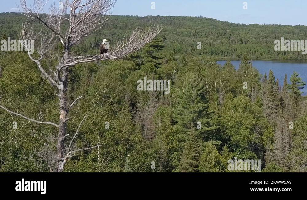 Bald eagle flying from tree Stock Videos & Footage - HD and 4K Video ...