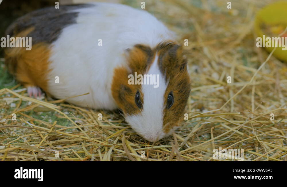 Guinea pig eating hay Stock Videos & Footage - HD and 4K Video Clips ...