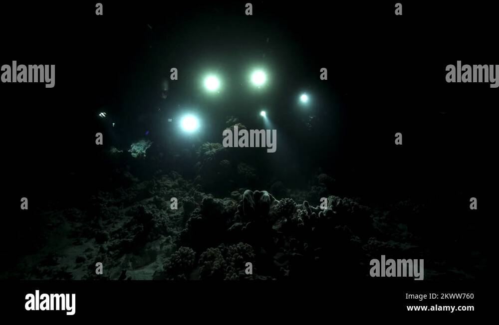 grey reef sharks at night on a coral reef in french polynesia Stock ...