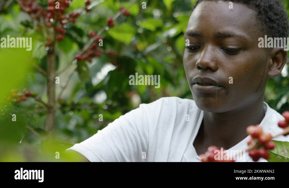 Coffee boy coffee Stock Videos & Footage - HD and 4K Video Clips - Alamy