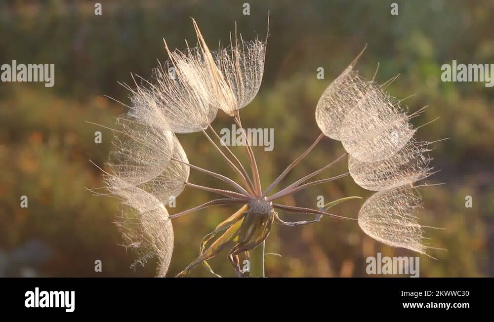 Parachute seeds Stock Videos & Footage - HD and 4K Video Clips - Alamy