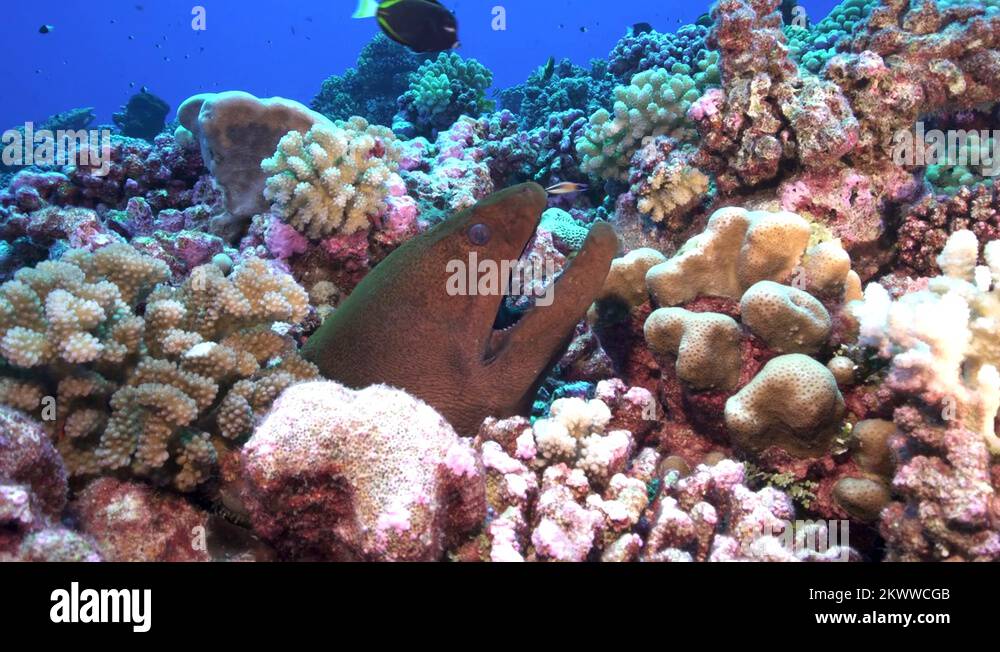 tropical fish on a coral reef, moray eel and cleaner wrasse Stock Video ...