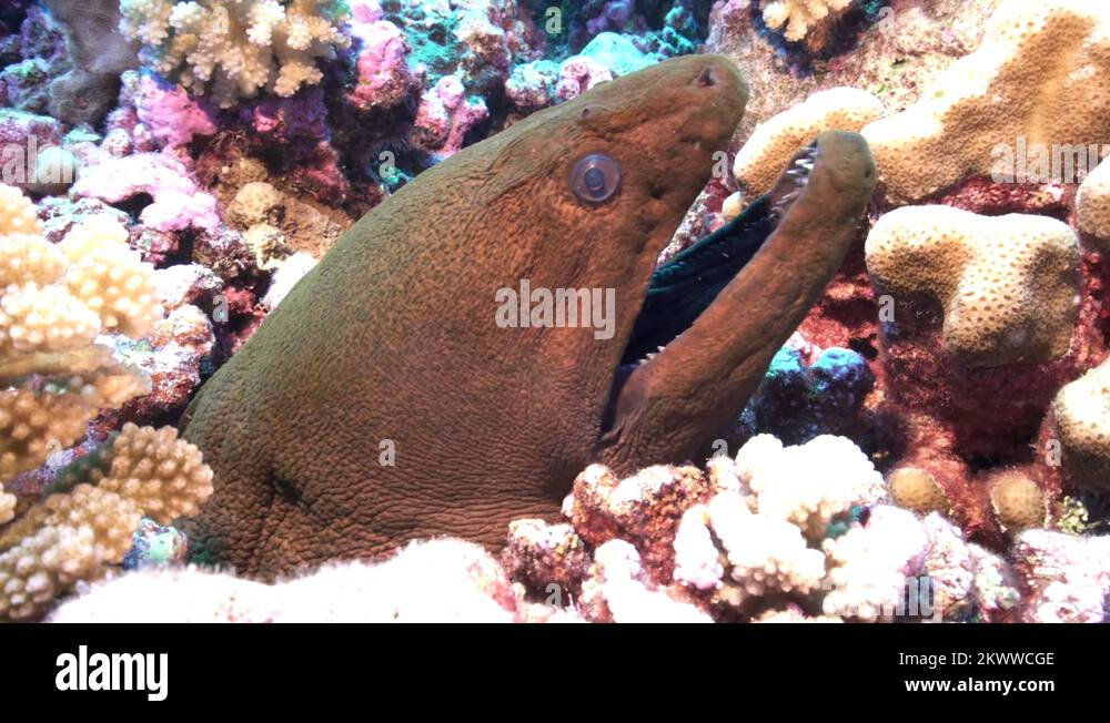 tropical fish on a coral reef, moray eel and cleaner wrasse Stock Video ...