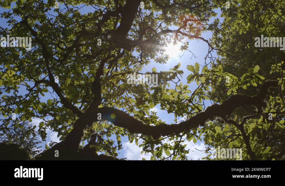 Sunrays through tree branches Stock Videos & Footage - HD and 4K Video ...