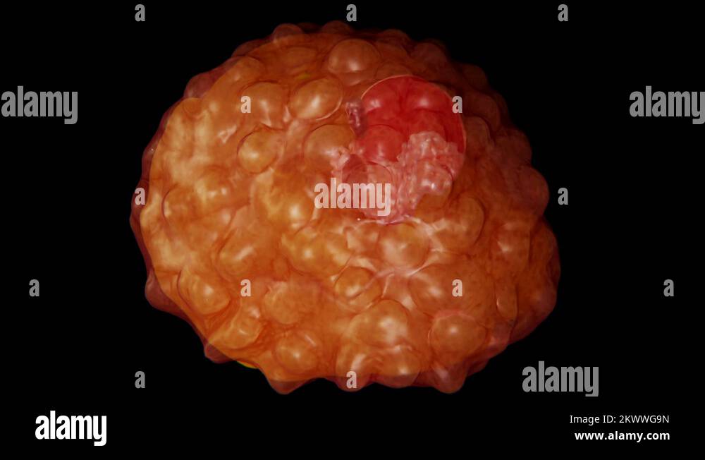 Fatty cell Stock Videos & Footage - HD and 4K Video Clips - Alamy