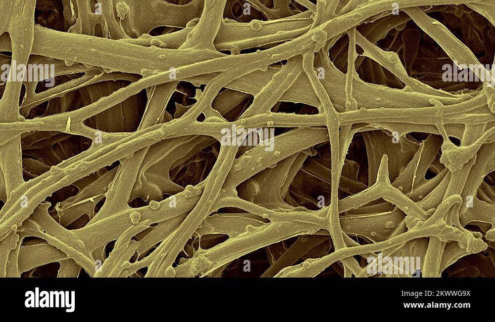 Inner membrane Stock Videos & Footage - HD and 4K Video Clips - Alamy