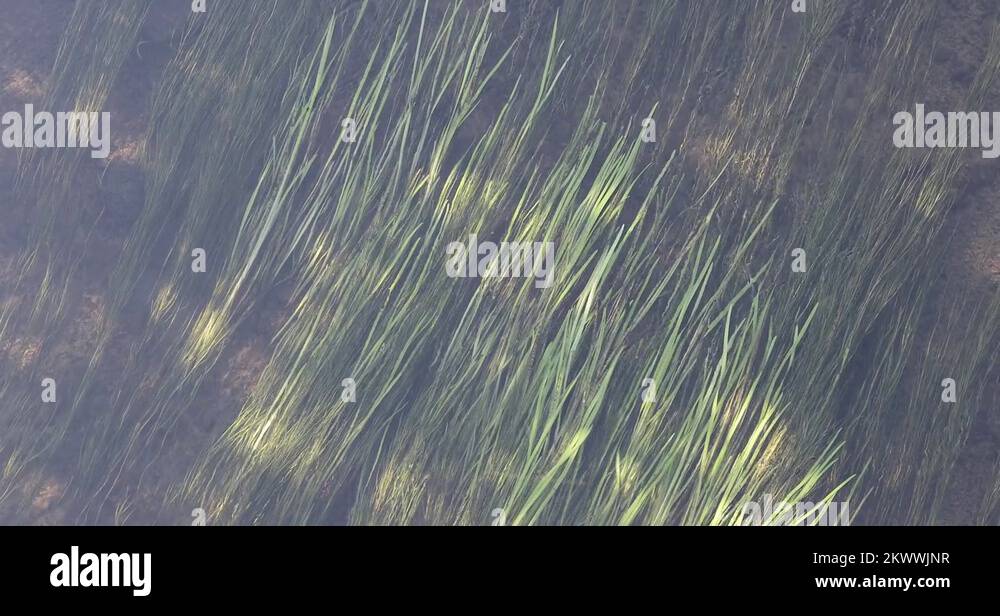 Algae on river Stock Videos & Footage - HD and 4K Video Clips - Alamy