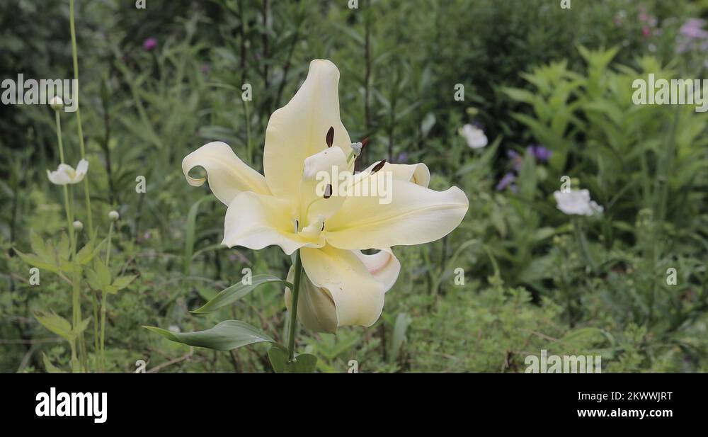 Pure lily Stock Videos & Footage - HD and 4K Video Clips - Alamy