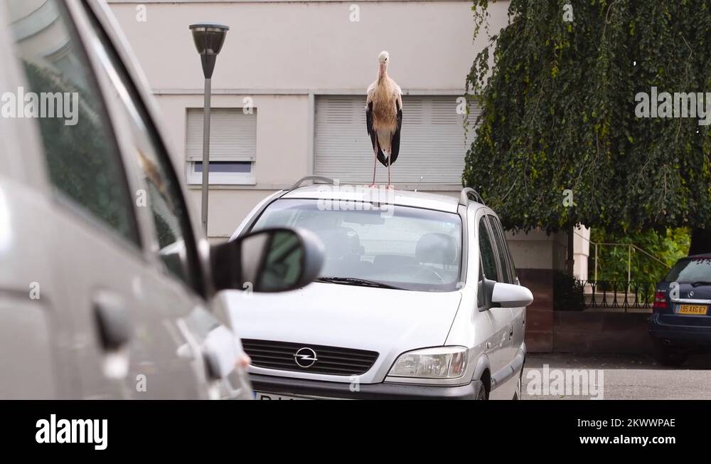 Bizarre vehicle Stock Videos & Footage - HD and 4K Video Clips - Alamy