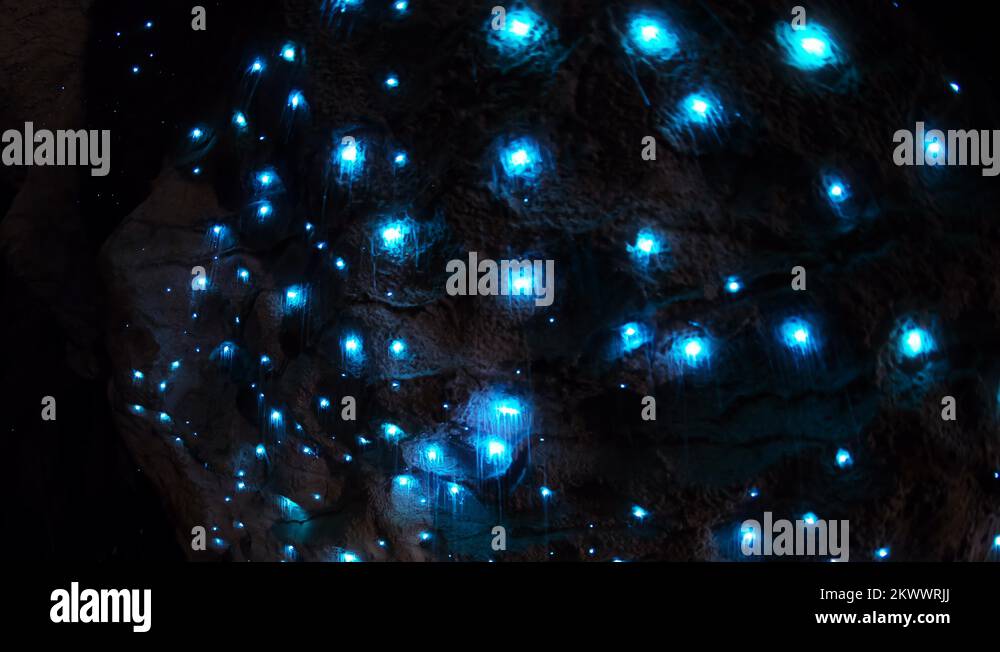 Waitomo cave glowworm Stock Videos & Footage - HD and 4K Video Clips ...