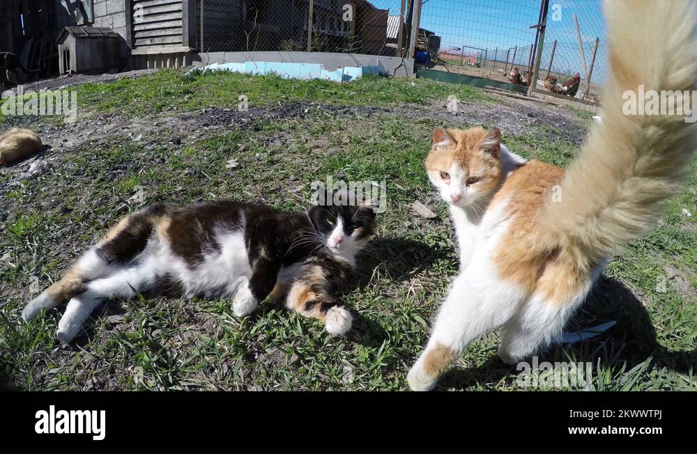 Cats farm Stock Videos & Footage - HD and 4K Video Clips - Alamy