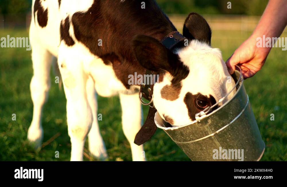 Calf drinking cows milk from bucket. Young calf on dairy farm Stock ...