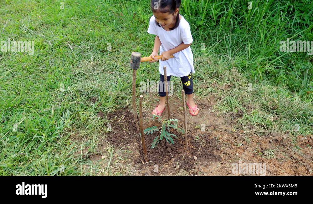 Record tree planting Stock Videos & Footage - HD and 4K Video Clips - Alamy