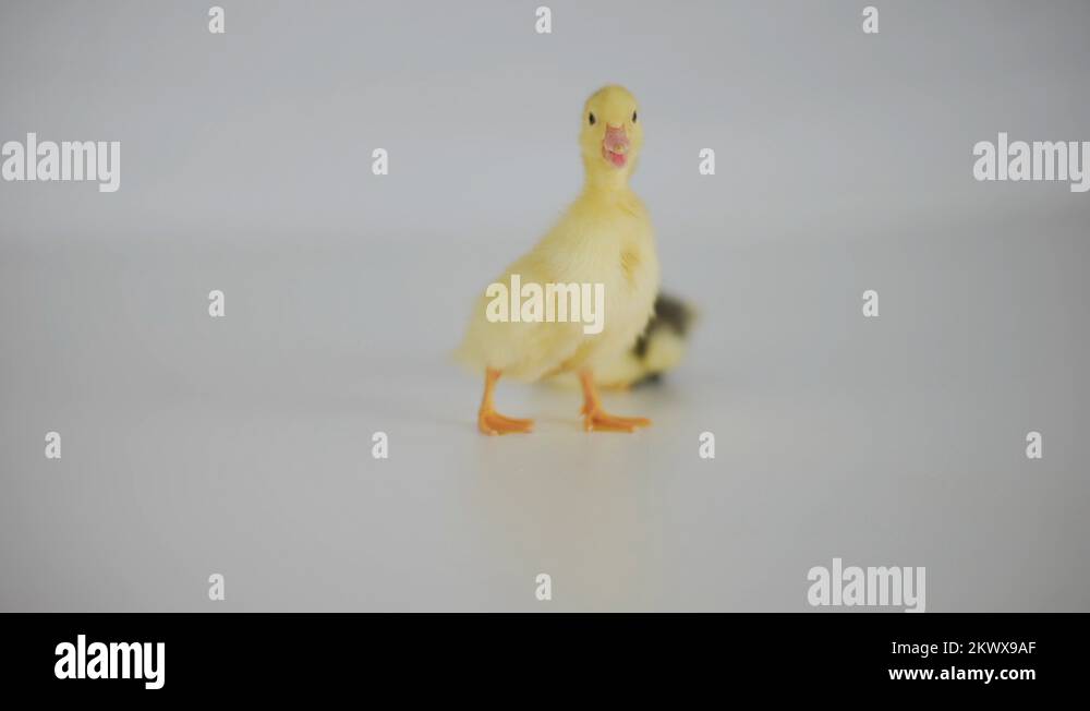White sweet duck Stock Videos & Footage - HD and 4K Video Clips - Alamy