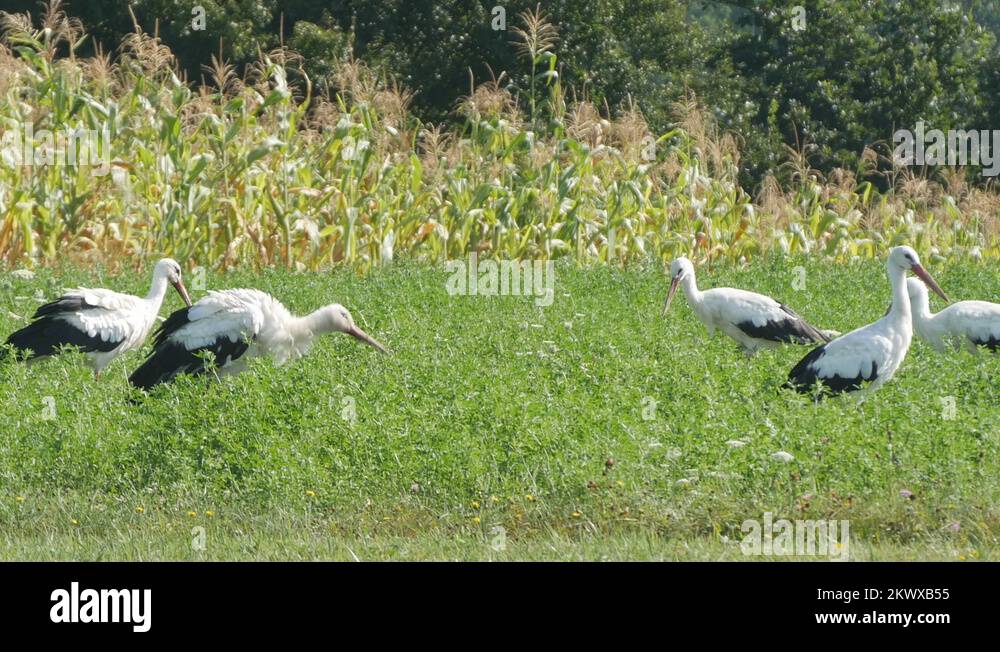 Remains of a farm Stock Videos & Footage - HD and 4K Video Clips - Alamy
