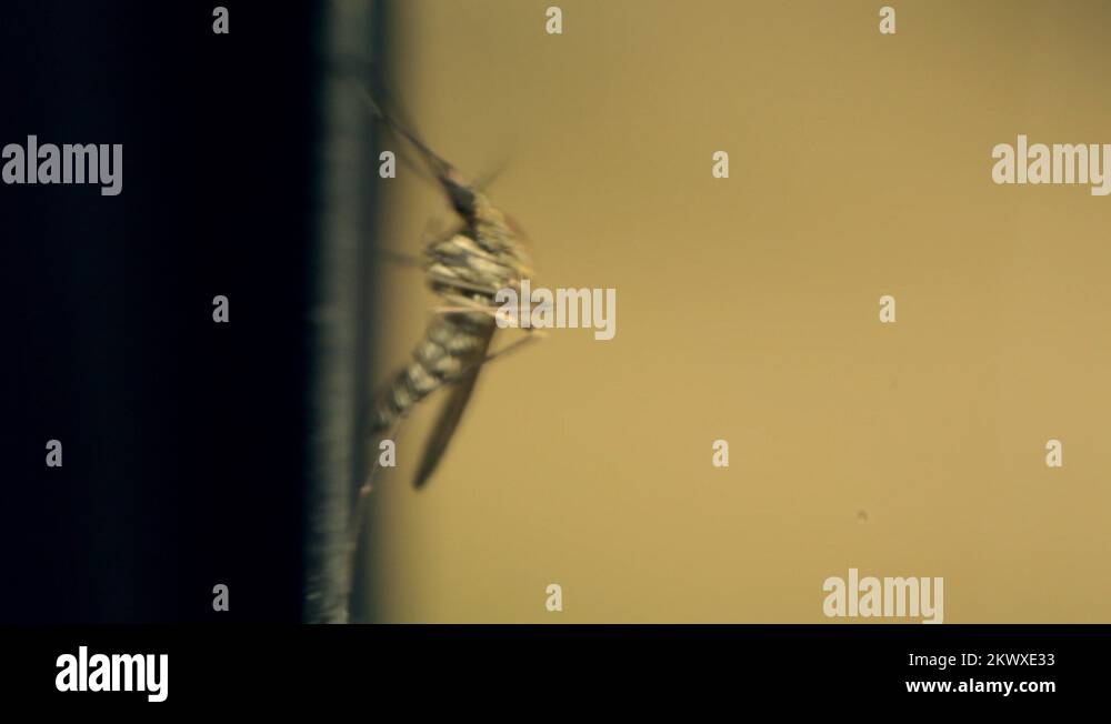 Insect parasite Stock Videos & Footage - HD and 4K Video Clips - Alamy