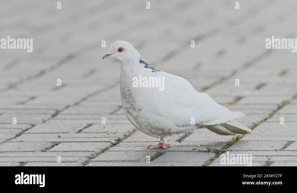 White dove side view Stock Videos & Footage - HD and 4K Video Clips - Alamy