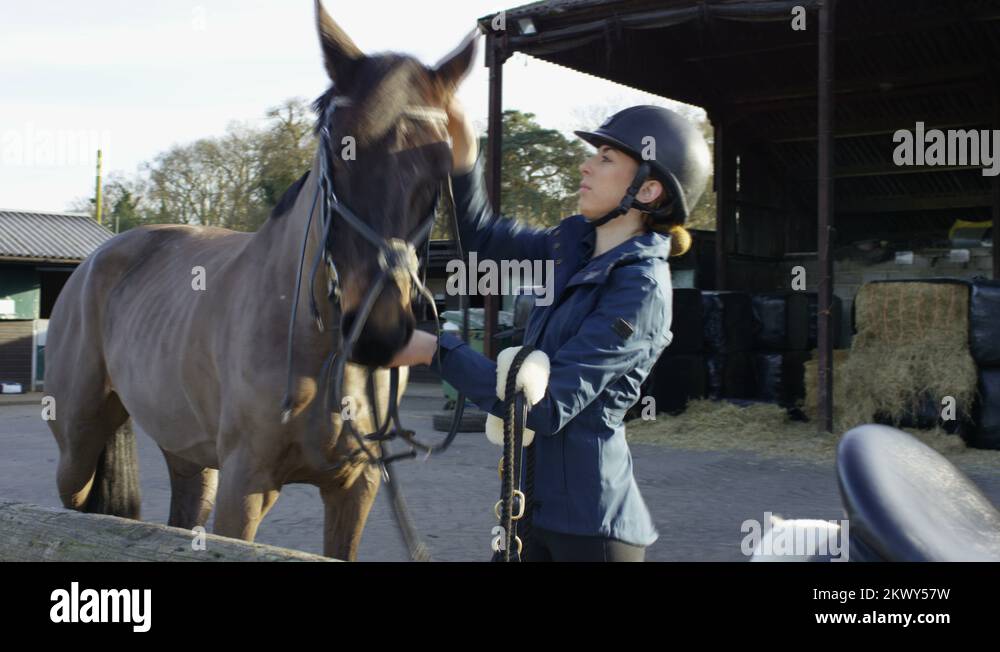 Beautiful race horse Stock Videos & Footage - HD and 4K Video Clips - Alamy