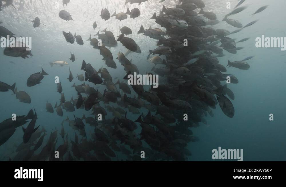 Scatter Stock Videos & Footage - HD and 4K Video Clips - Alamy