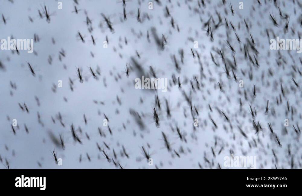 Super insect Stock Videos & Footage - HD and 4K Video Clips - Alamy