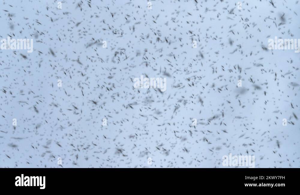 Midge insect Stock Videos & Footage - HD and 4K Video Clips - Alamy