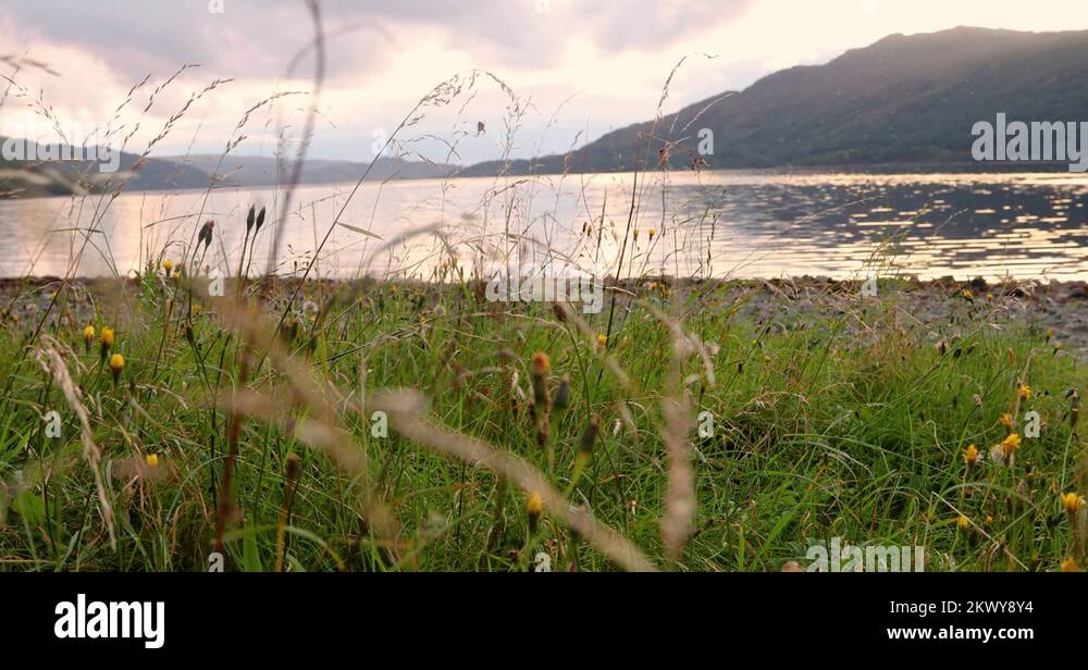 Beautiful Summer Sunset over a Magnificant Scottish Loch, tall grass ...