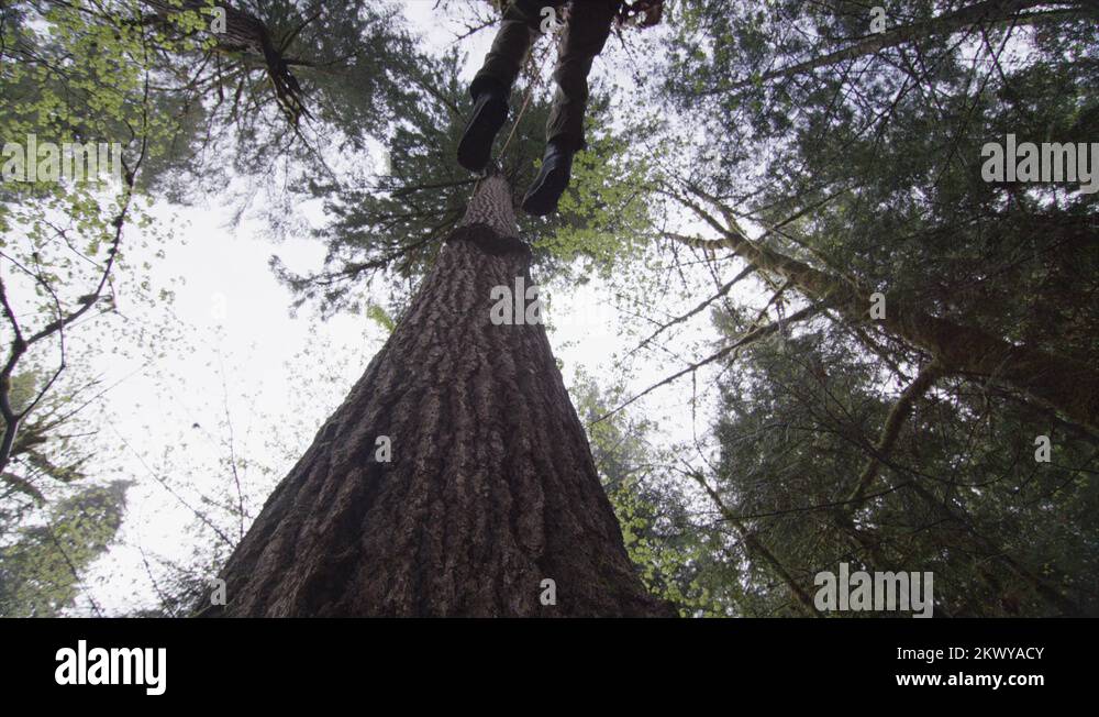 Redwood tree climbing Stock Videos & Footage - HD and 4K Video Clips ...