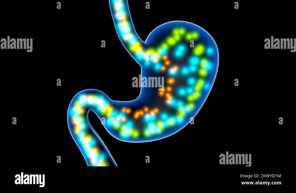 Anatomy visualisation of the digestive process in a human stomach Stock ...
