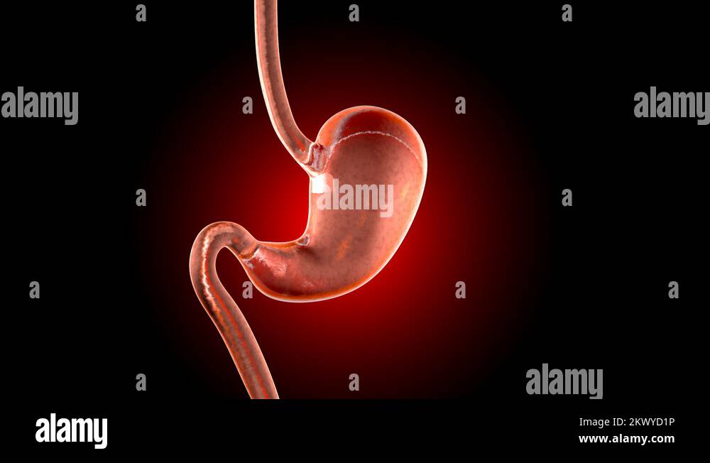 Anatomy visualisation of a human stomach Stock Video Footage - Alamy