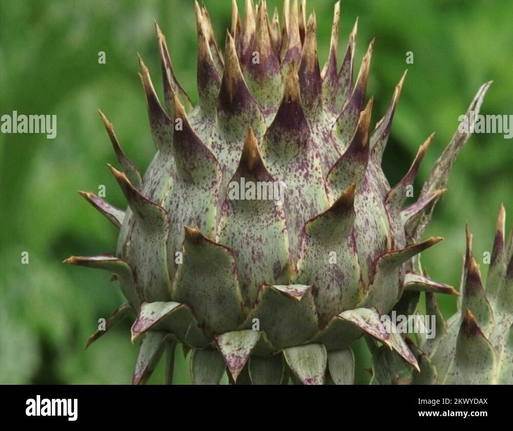 Spanische Stock Videos & Footage - HD and 4K Video Clips - Alamy