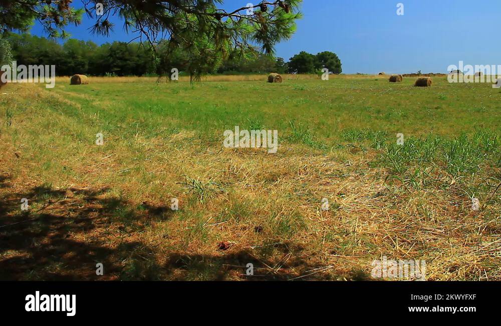 Bale tree Stock Videos & Footage - HD and 4K Video Clips - Alamy